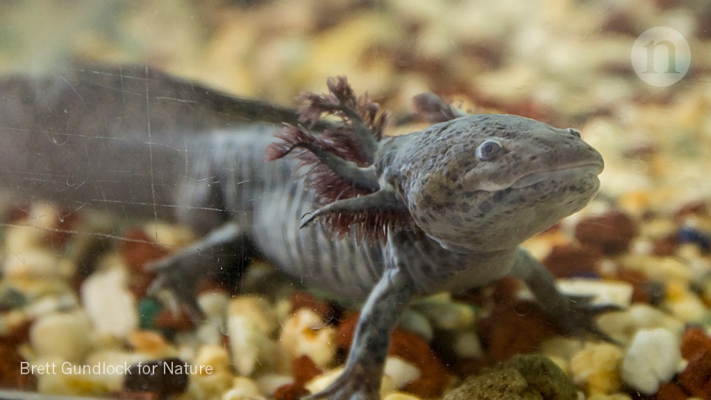 Biology’s beloved amphibian — the axolotl — is racing towards ...