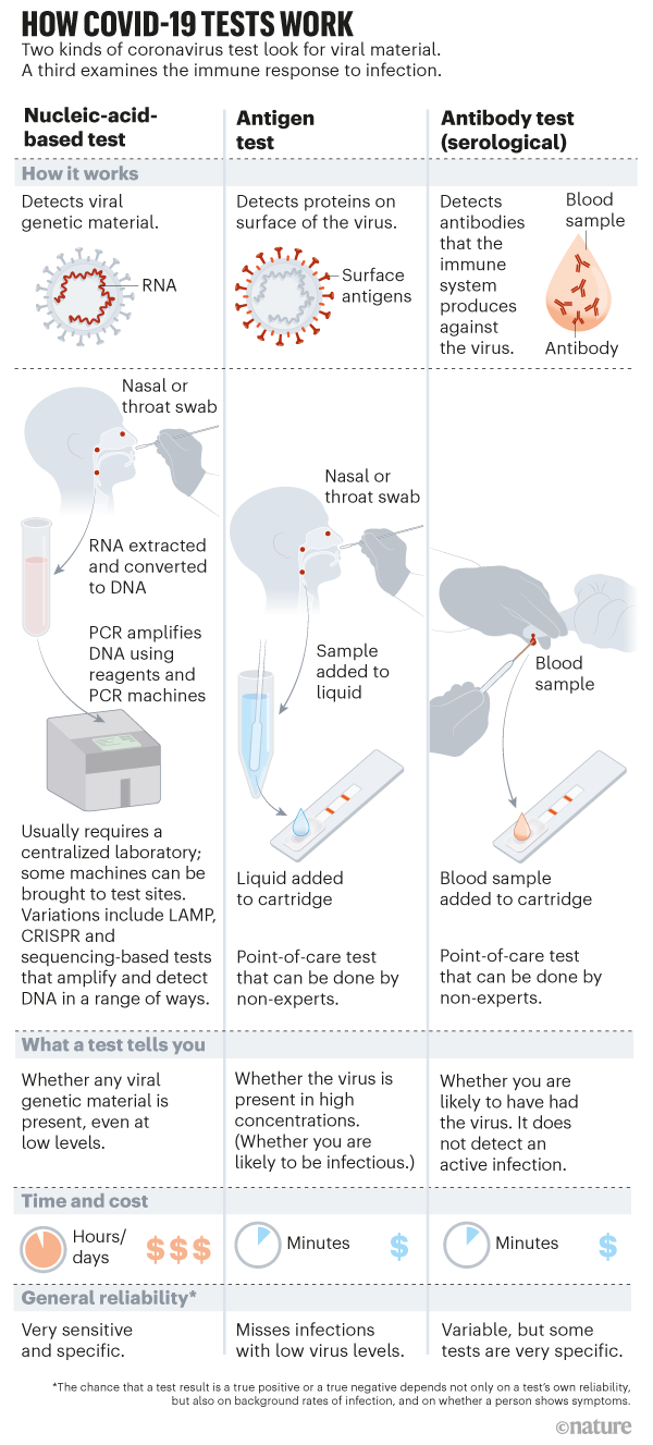 How Does A Covid 19 Rapid Antigen Test Work - Infoupdate.org