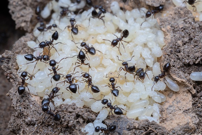 Baby Ants Hatching How Many Babies Can Ants Have? Quora