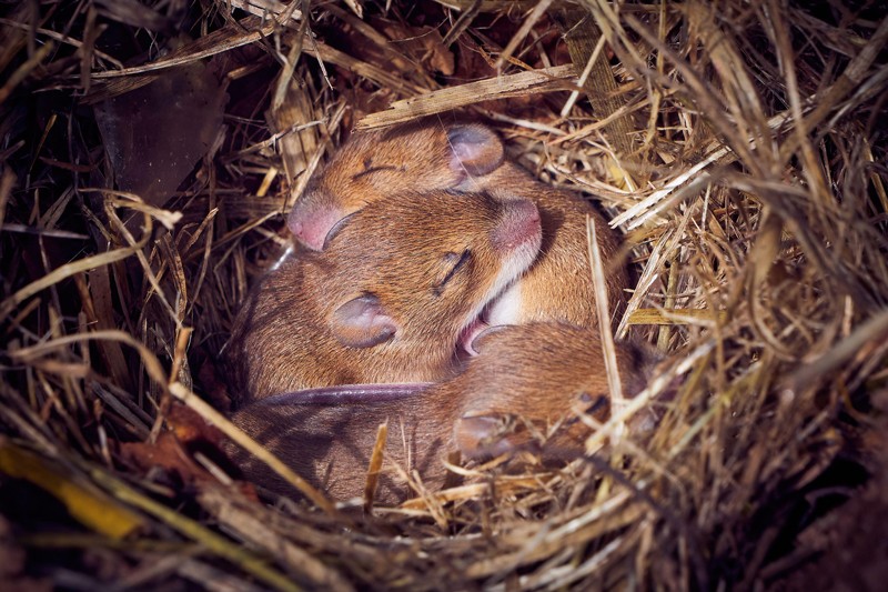 Wild Mice Nest