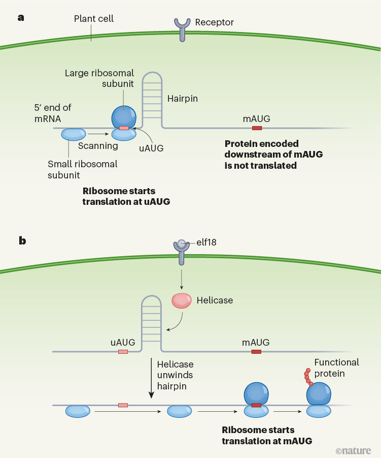 Messenger Rna Structure And Function