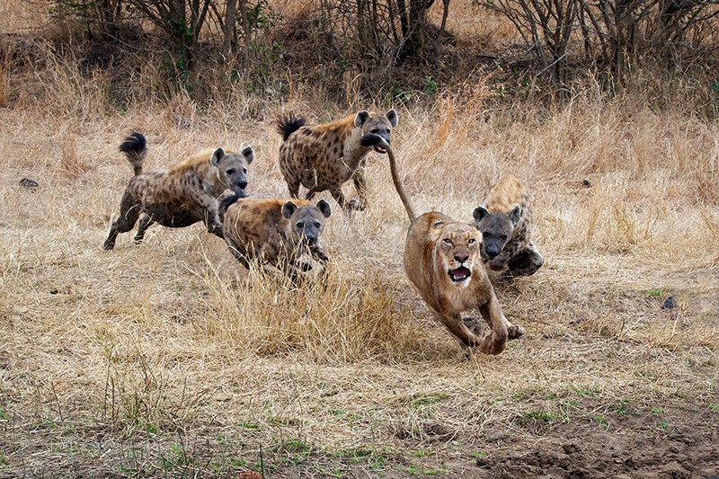 The Hyenas As Lions