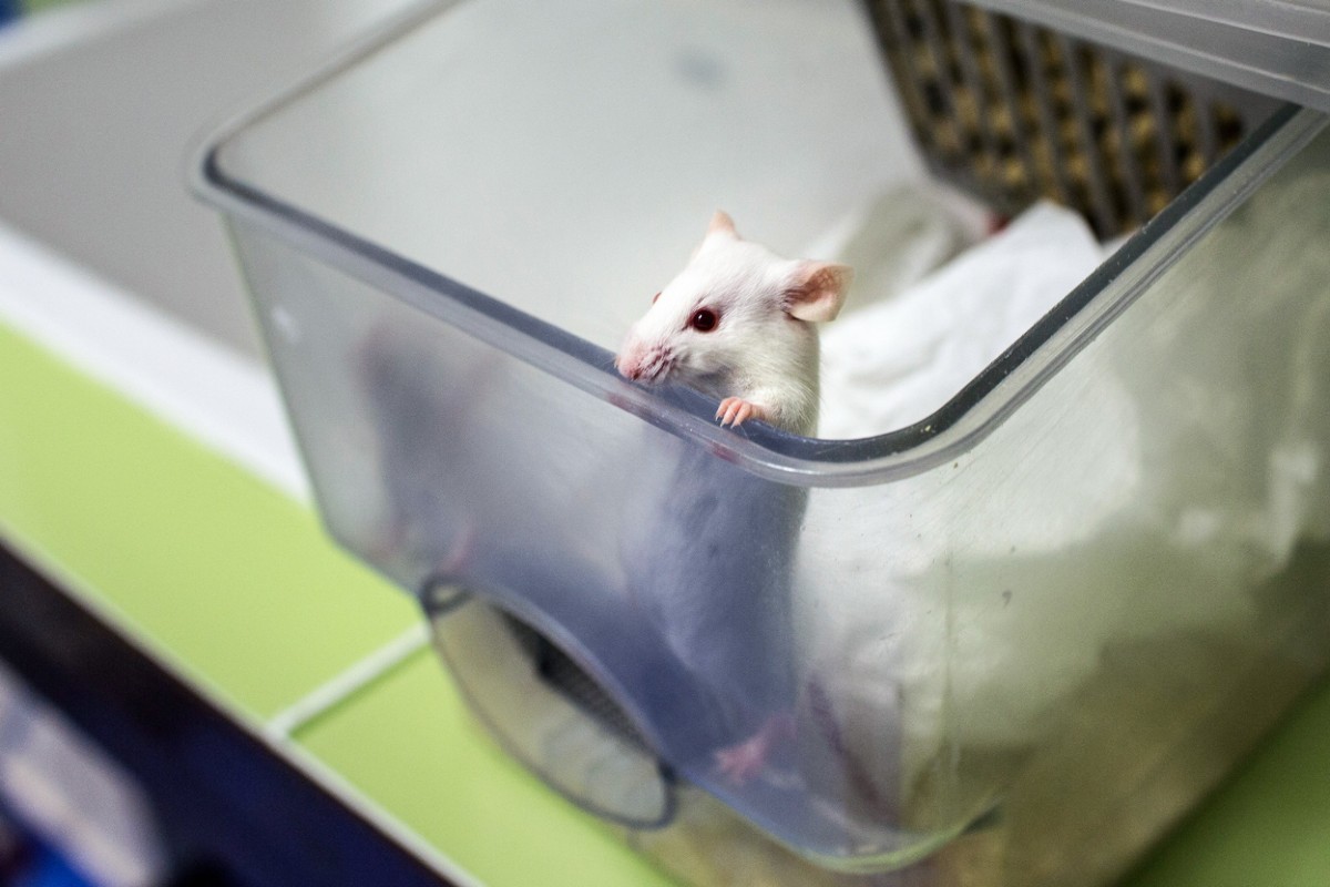Animal Testing On Rats And Mice