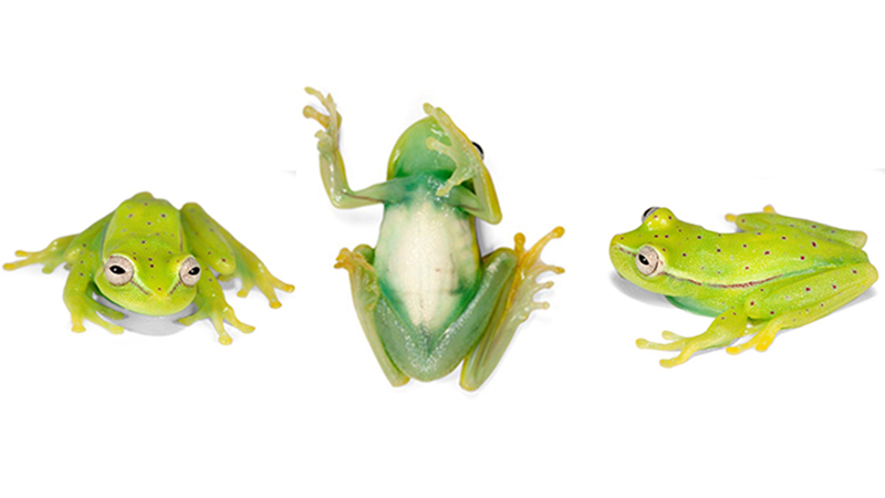 Green Frogs