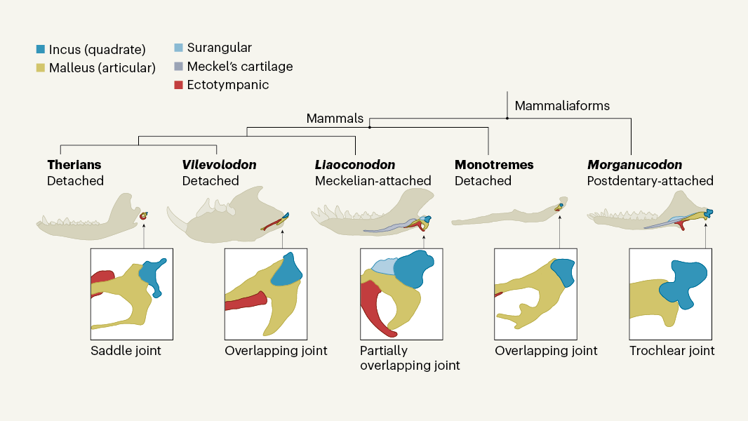 Morganucodon Evolution