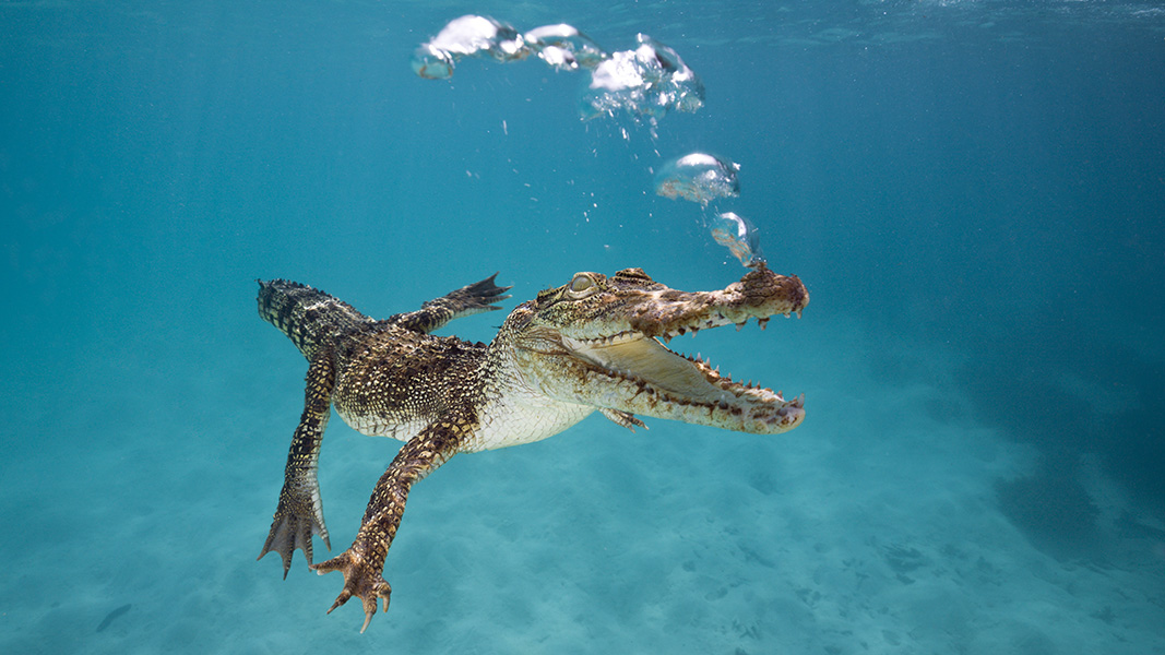 Australian Crocodile Food