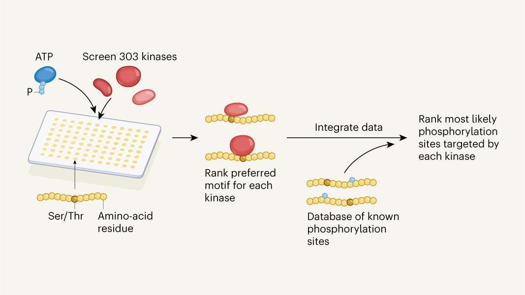 What Are Kinases