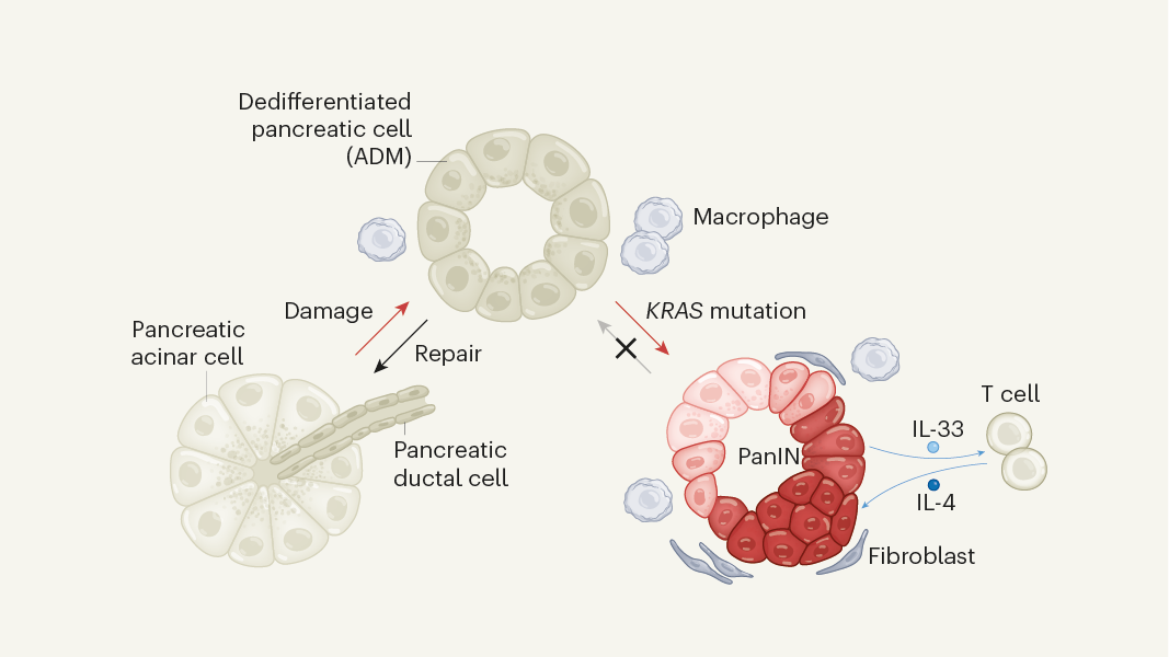 Pancreatic Cell Diagram