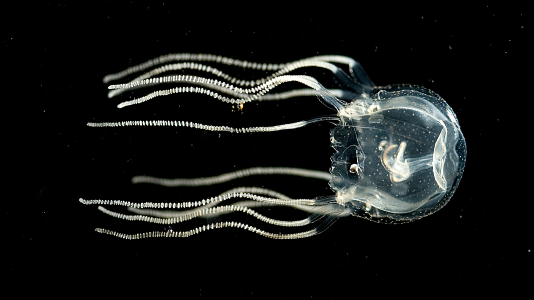 Box Jellyfish Eyes