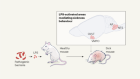 Brain maps show how empathetic mice feel each other's pain