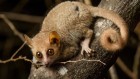 The tiny mouse lemur could make for a mighty model organism