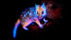 Glow-in-the-dark marsupial shows off its luminous fur — July’s best science images